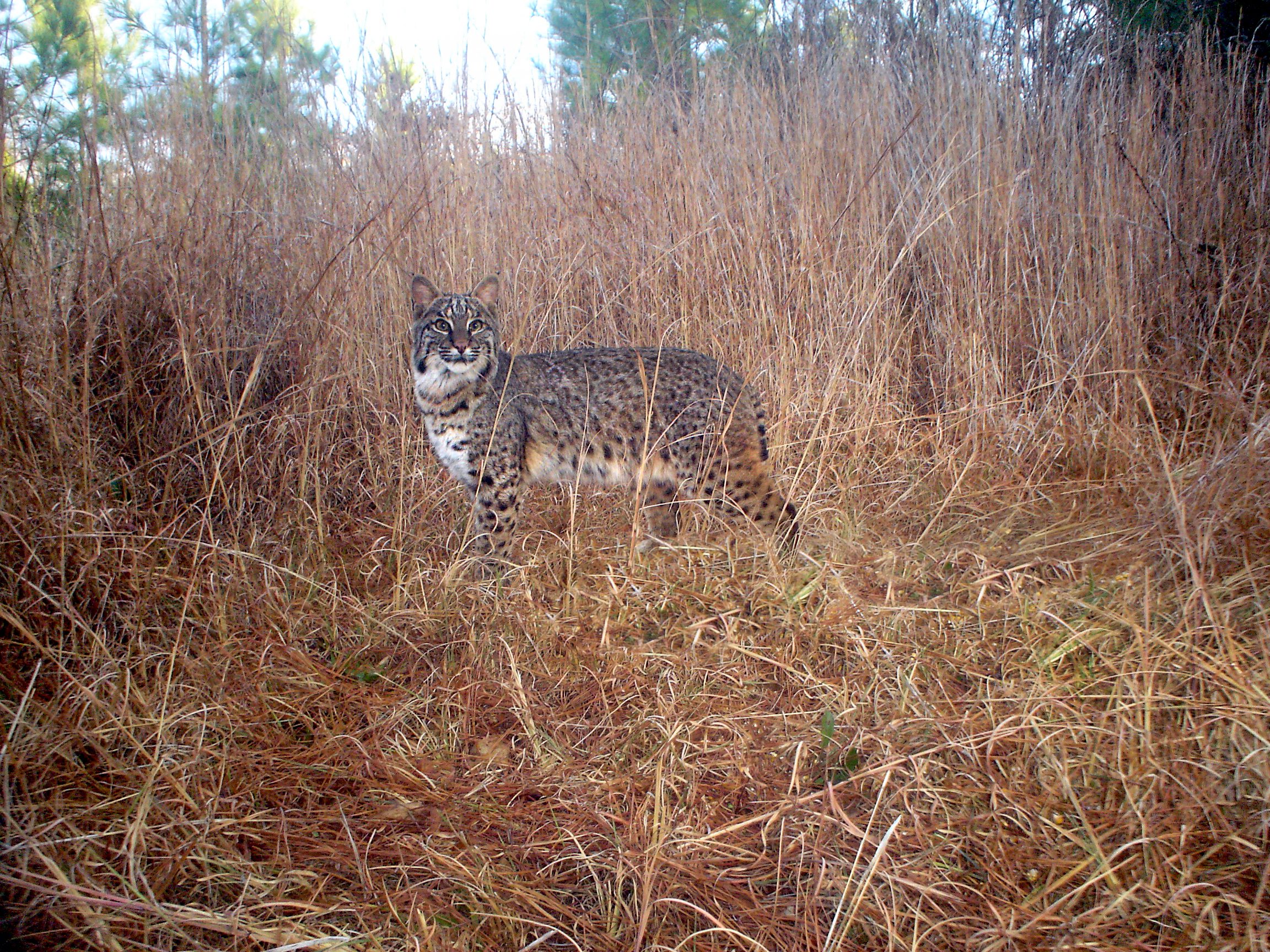 Harris promotes new book | fgazette.com