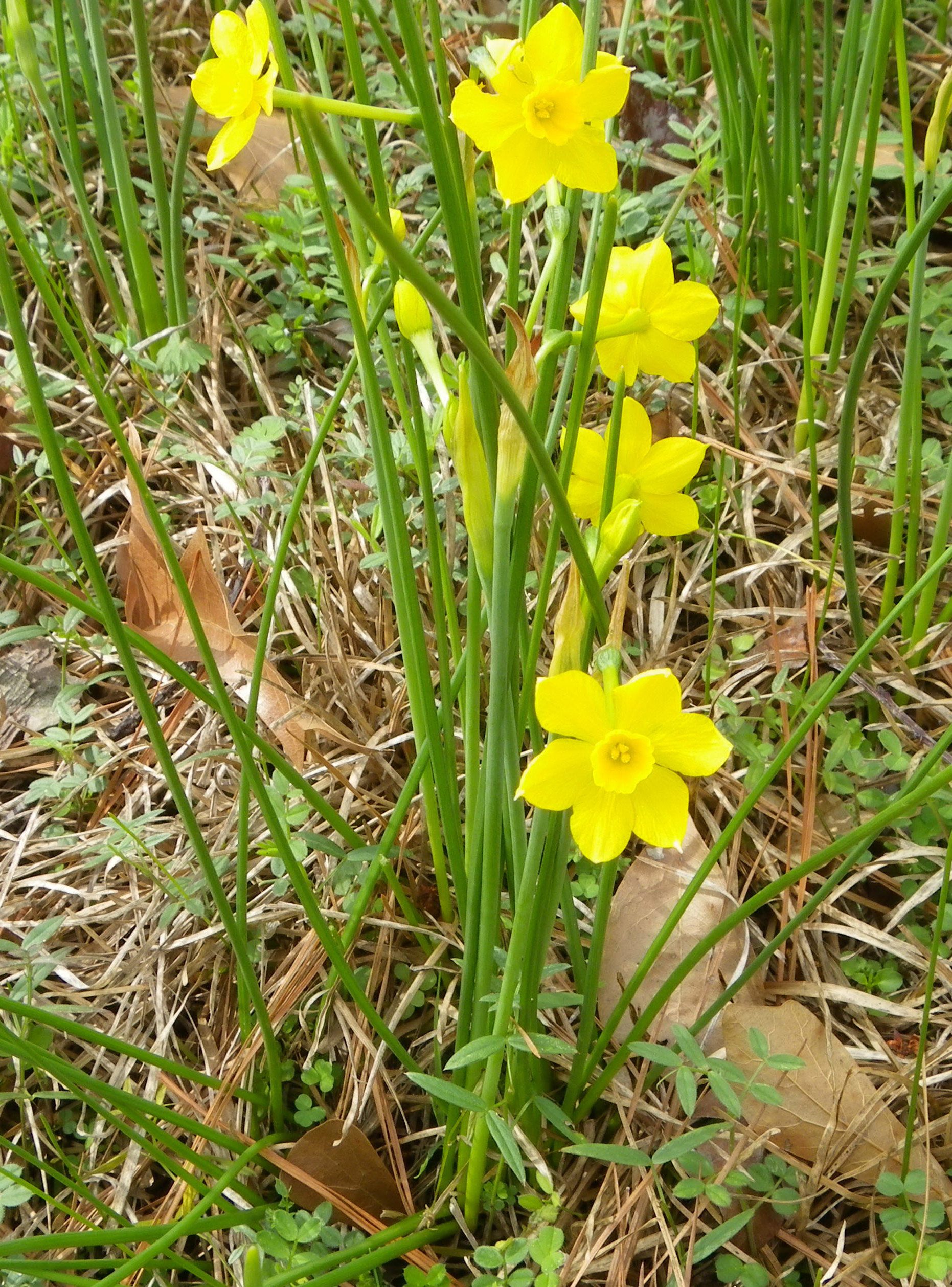 Spring is the season of rebirth for us all | fgazette.com