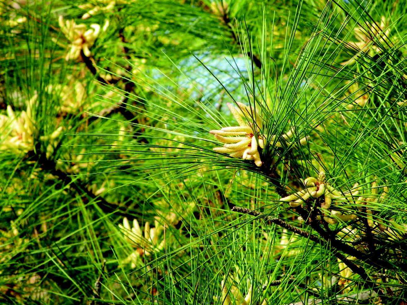 Pine trees are yielding their dreaded gold dust | fgazette.com