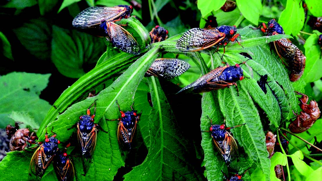Billions of cicadas expected to appear across US in 2024 | fgazette.com