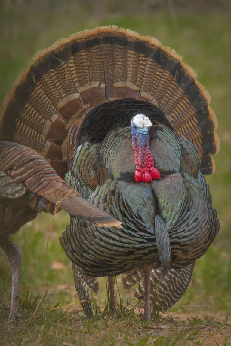 This week in Sportsman’s Paradise: Louisiana’s turkey population on the ...